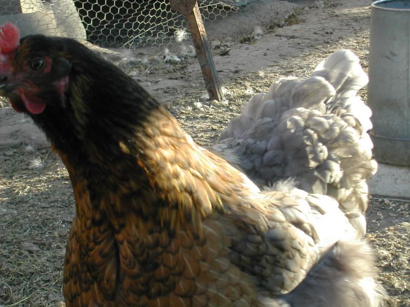 projects: LF buff columbian, blue laced red & lemon blue cochins | BackYard Chickens - Learn How ...